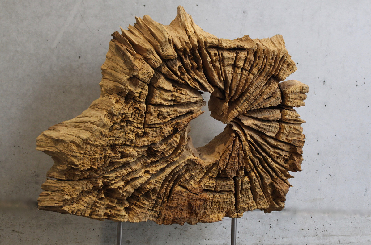 Qambium: N°Q35 - Tree disk